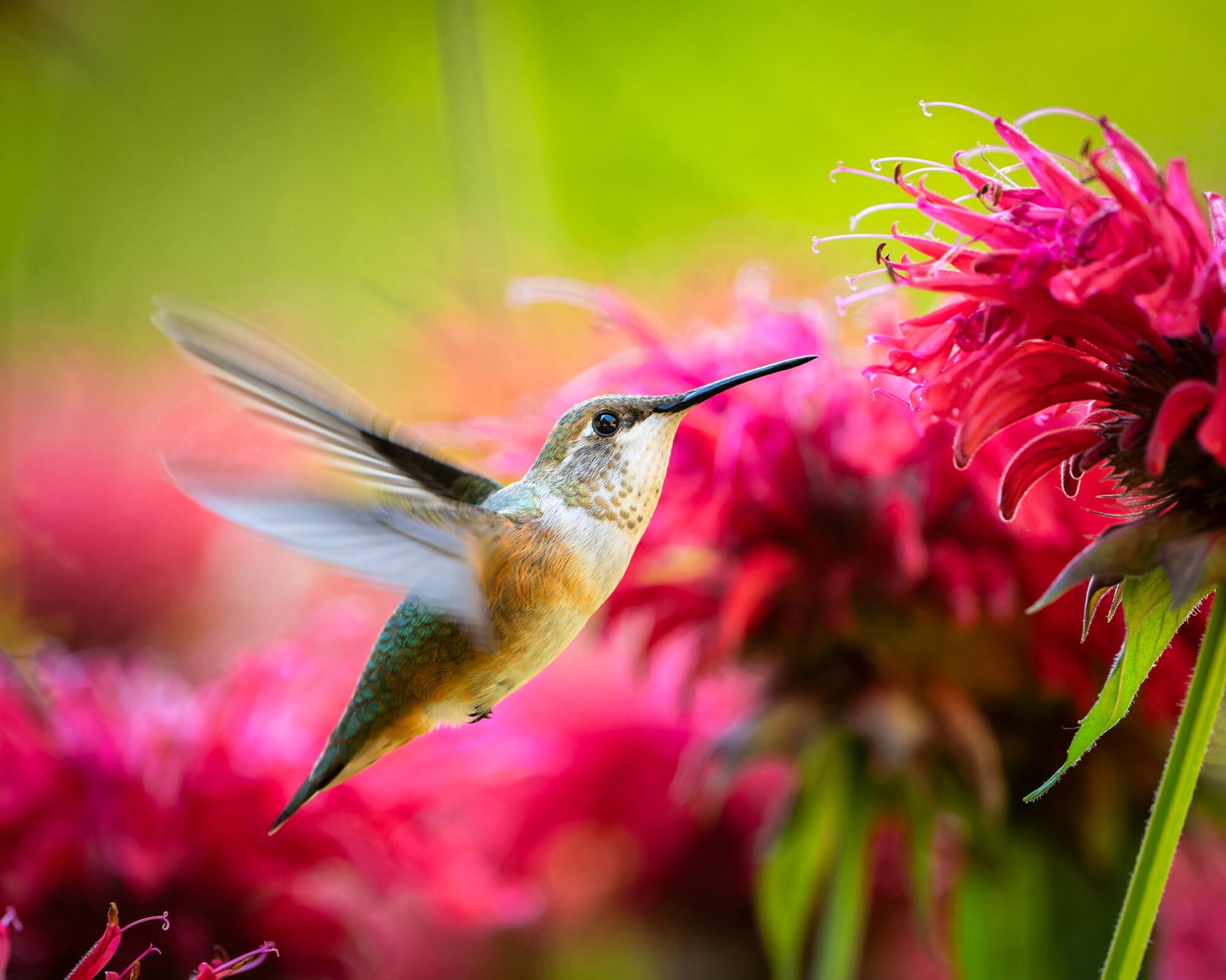 Hummingbird & Bee Balm | Color Photograph, Fine Art, Wall Art Print ...