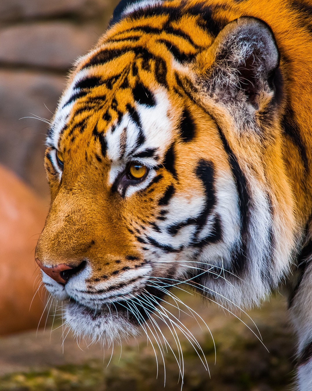 Tiger | Color Photograph, Fine Art, Wall Art Print, Wall Decor, Animal ...