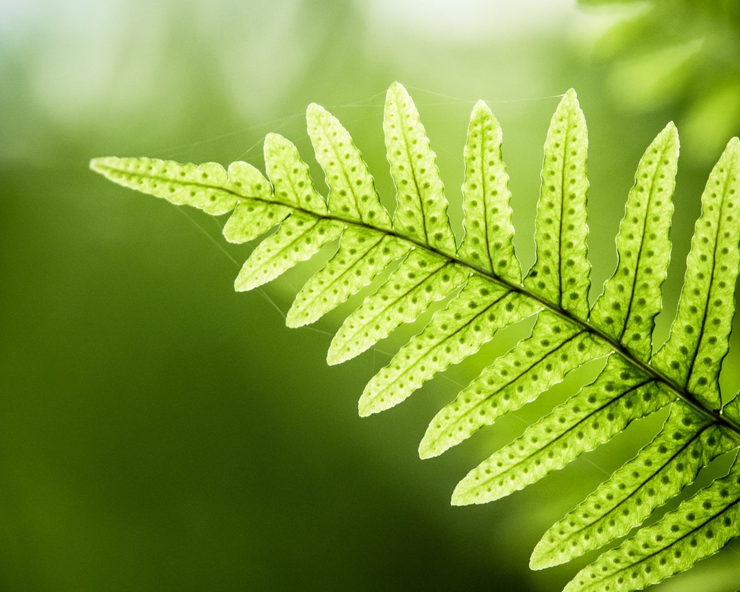 Fern | Color Photograph, Fine Art, Wall Art Print, Wall Decor, Nature ...