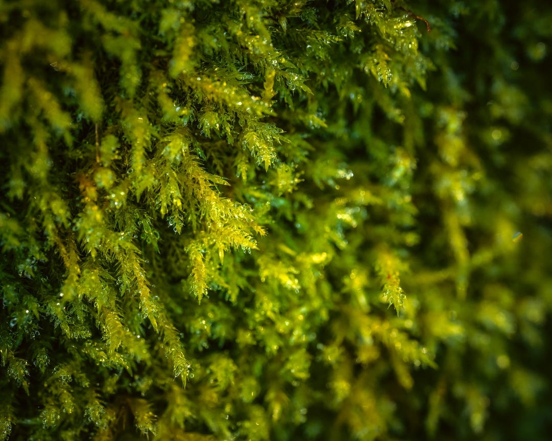 Dew-covered Moss | Color Photograph, Fine Art, Wall Art Print, Wall ...