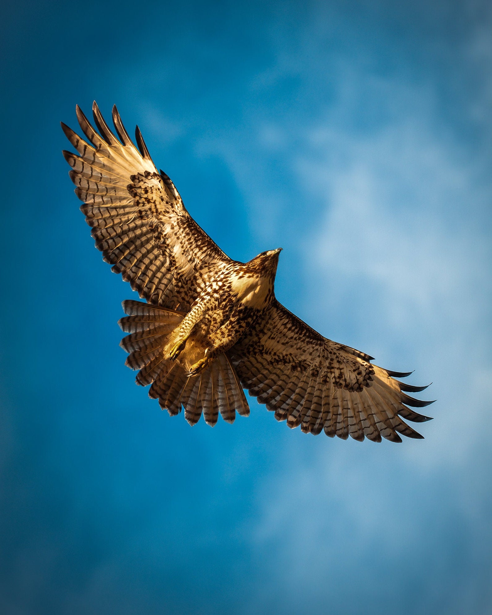 Red-tailed Hawk | Color Photograph, Fine Art, Wall Art Print, Wall ...