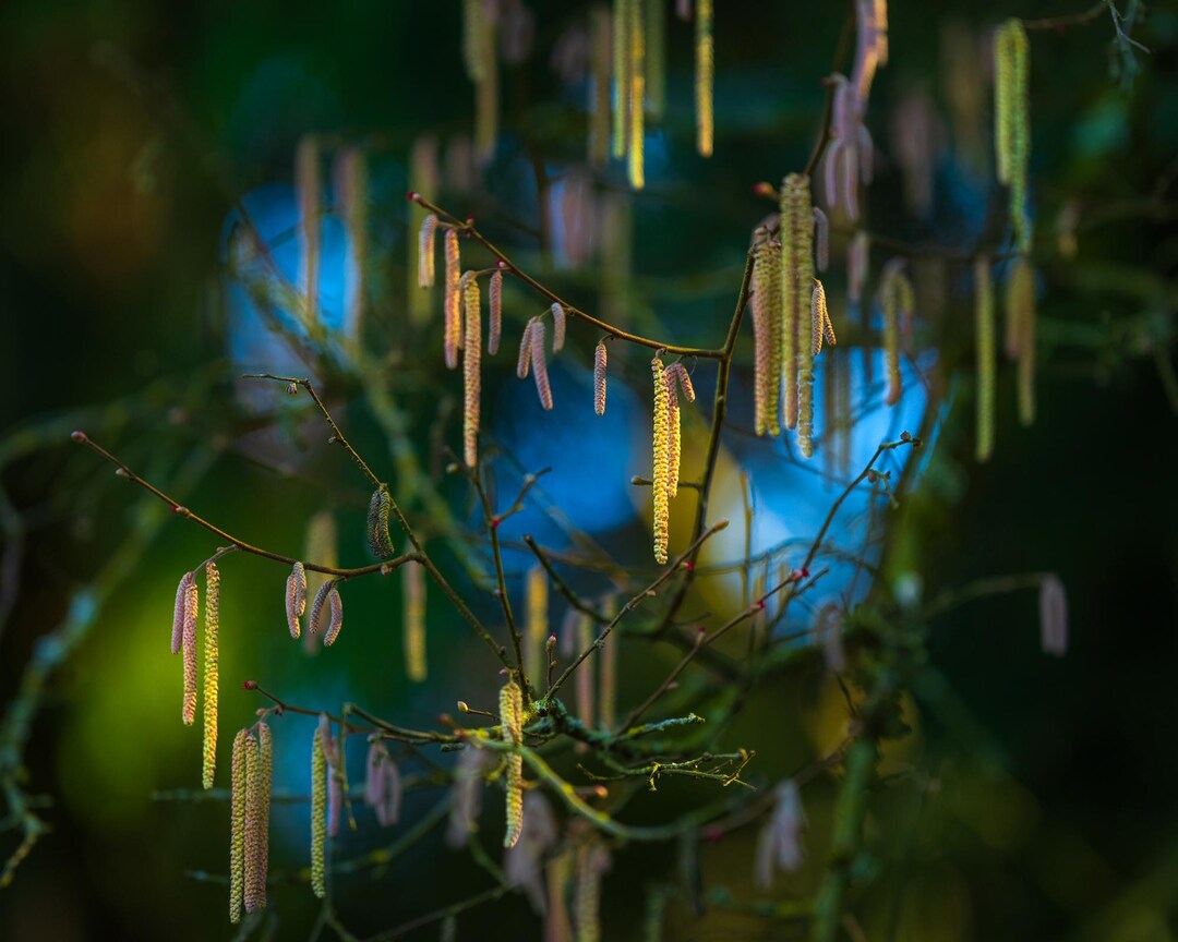 Catkin Celebration | Color Photograph, Fine Art, Wall Art Print, Wall ...