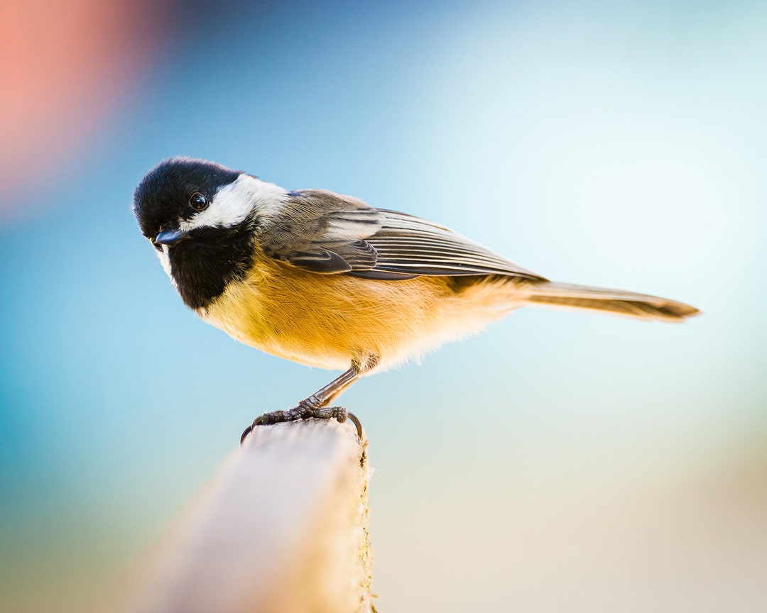 Black-capped Chickadee | Color Photograph, Fine Art, Wall Art Print ...