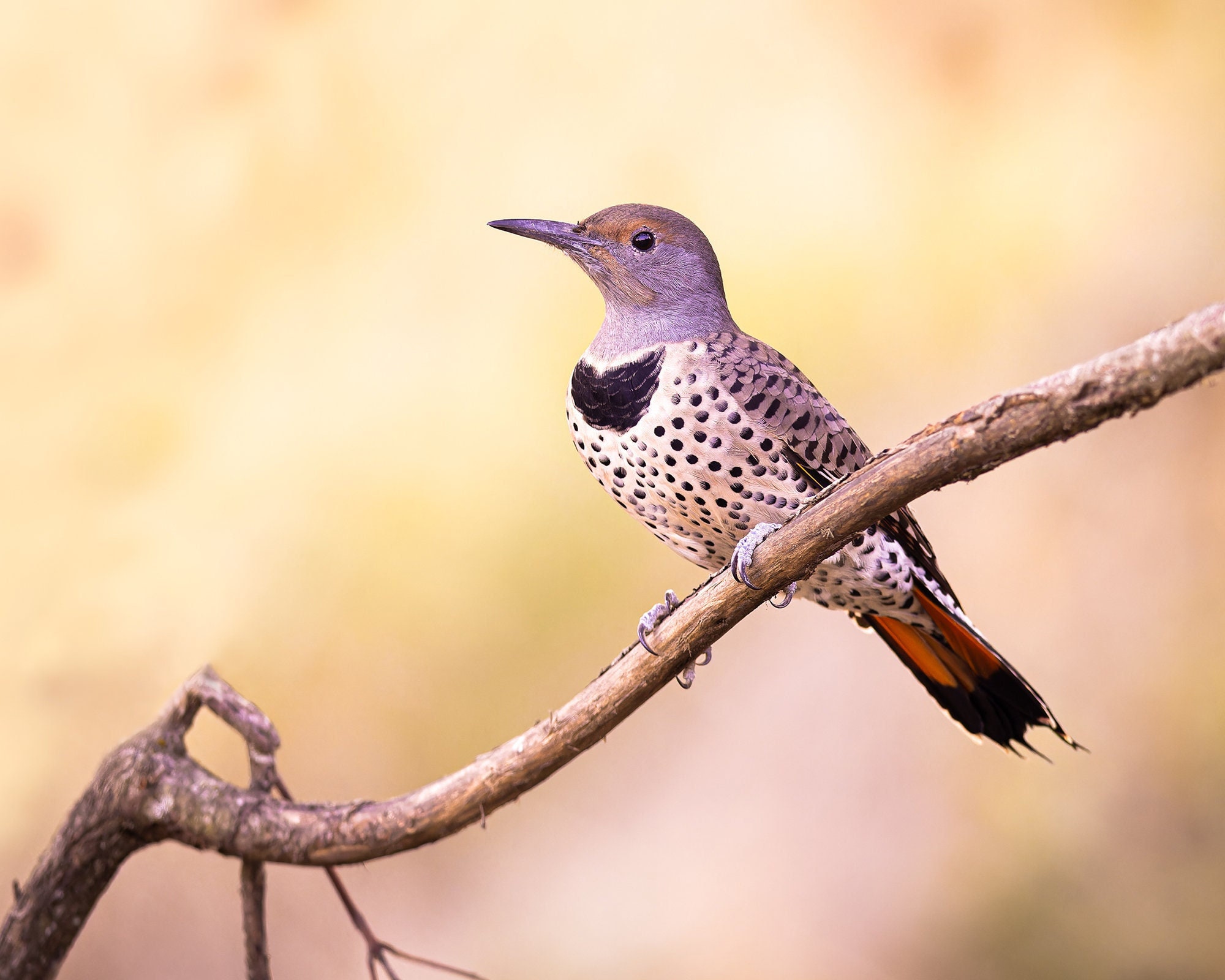 Woodpecker | Color Photograph, Fine Art, Wall Art Print, Wall Decor ...