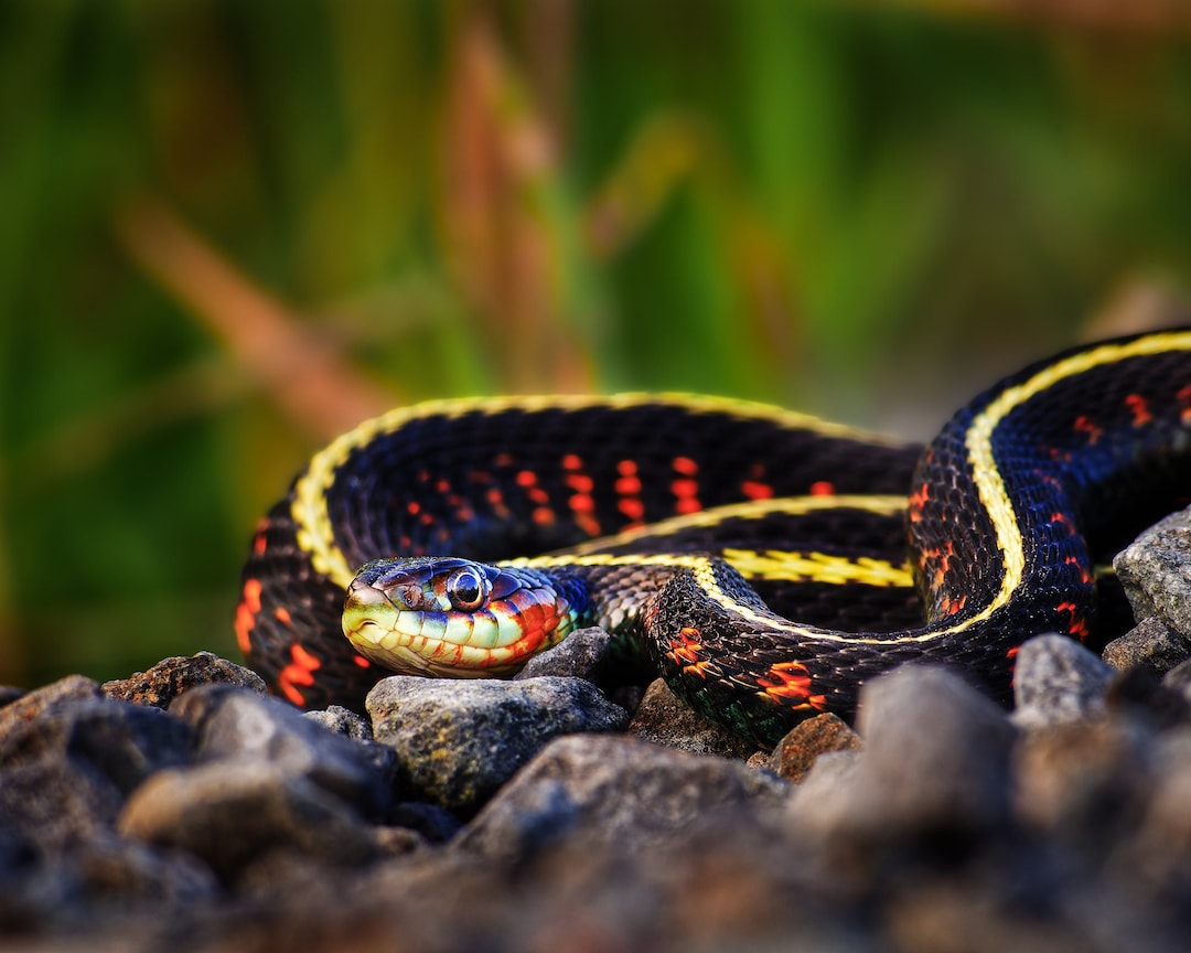 Garter Snake | Color Photograph, Fine Art, Wall Art Print, Wall Decor ...