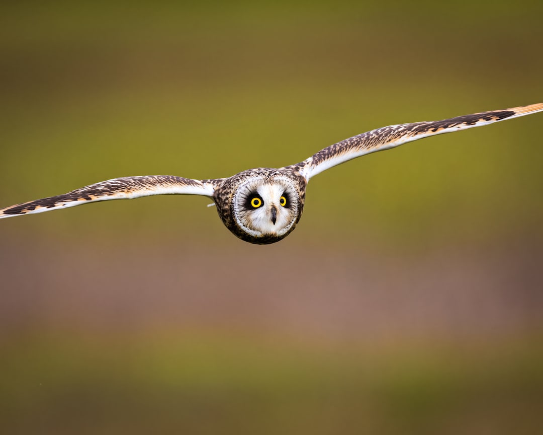 Owl in Flight | Color Photograph, Fine Art, Wall Art Print, Wall Decor ...