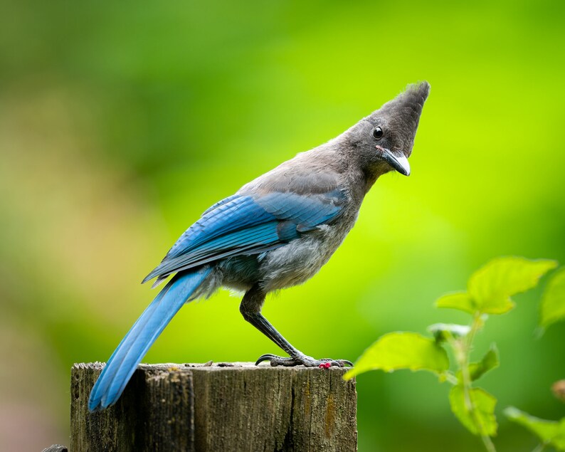 Perched Jay | Color Photograph, Fine Art, Wall Art Print, Wall Decor ...