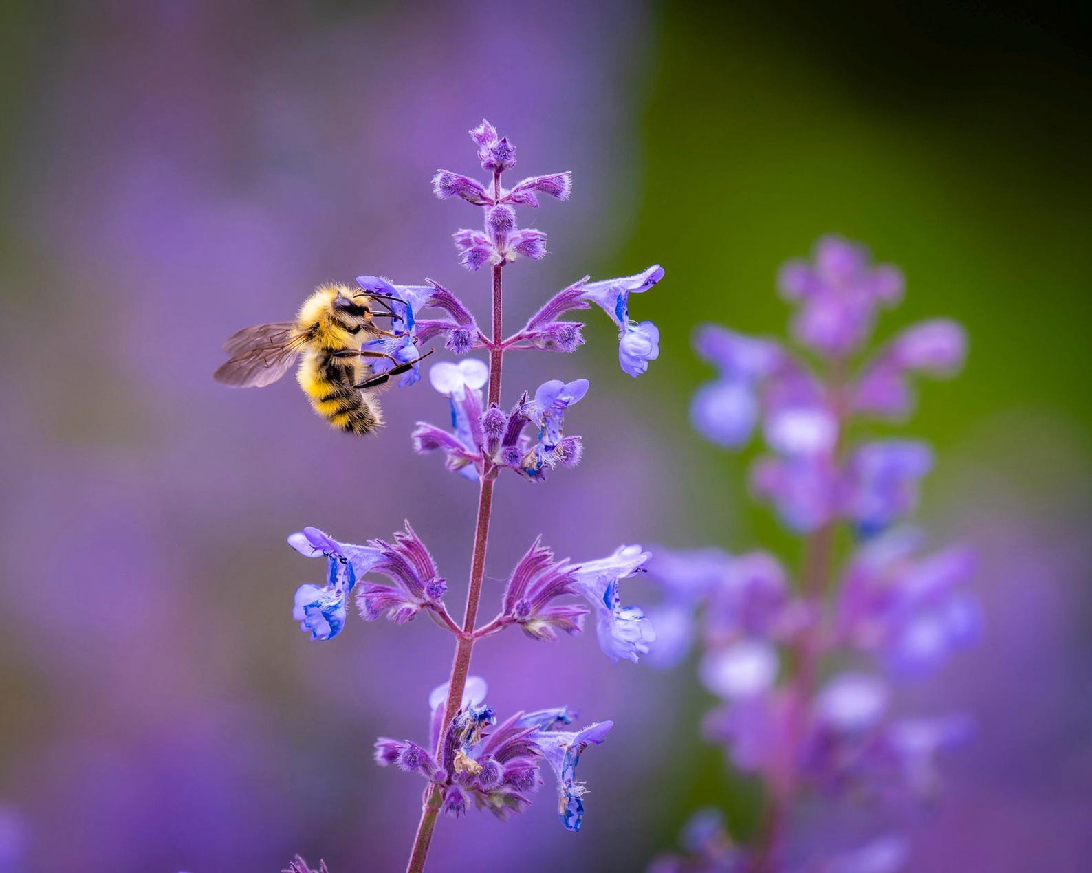 Bumblebee Brunch | Color Photograph, Fine Art, Wall Art Print, Wall ...