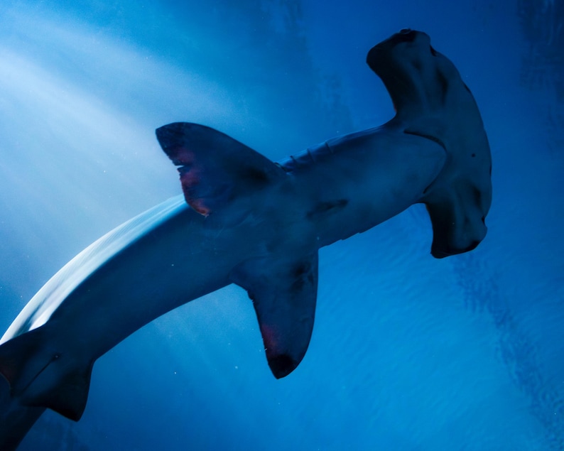 Hammerhead | Color Photograph, Fine Art, Wall Art Print, Wall Decor ...