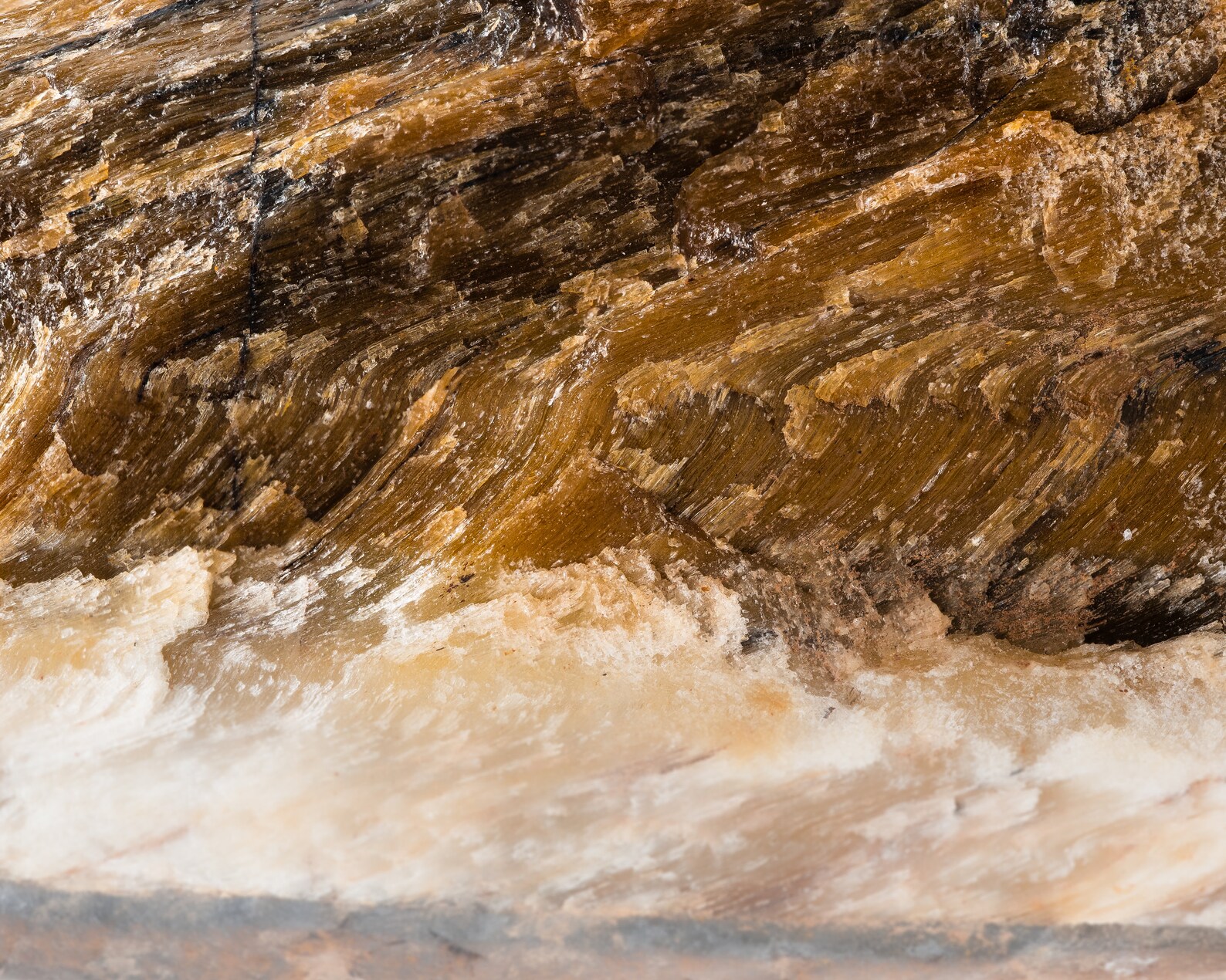 Petrified Wood | Color Photograph, Fine Art, Wall Art Print, Wall Decor ...