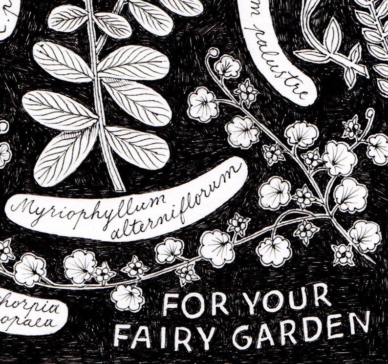 Hand Drawn Plants, Hand Drawn Flowers, Botanical, Plant Illustration ...