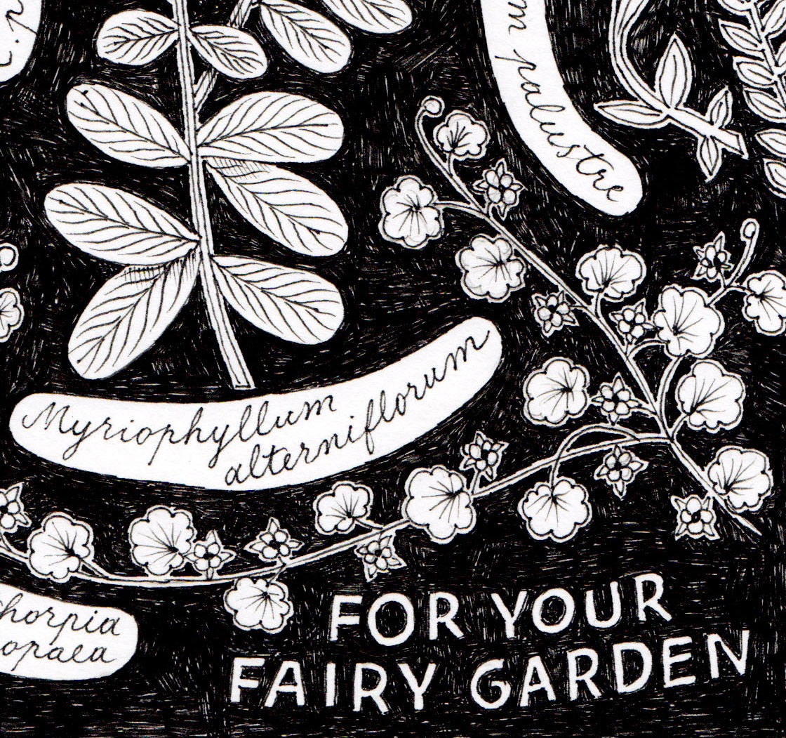 Hand Drawn Plants, Hand Drawn Flowers, Botanical, Plant Illustration ...