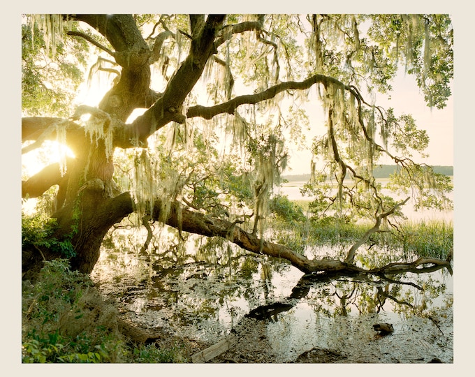 Photograph of the Low Country Marsh on Hilton Head, South Carolina. Low ...