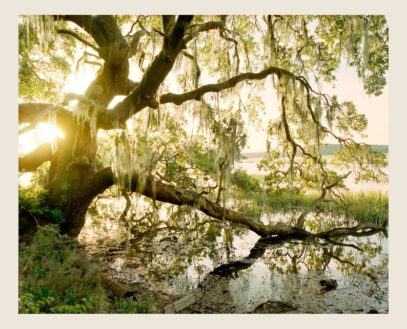 Low Country Classic Southern Fine Art Film Photography - Etsy