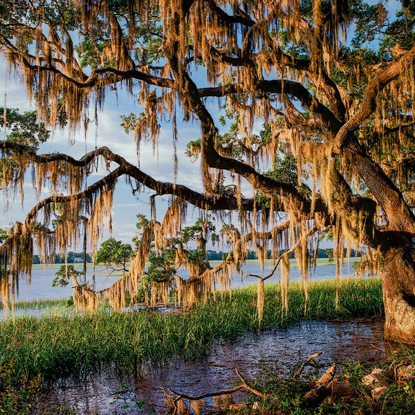 Spanish Moss - Etsy