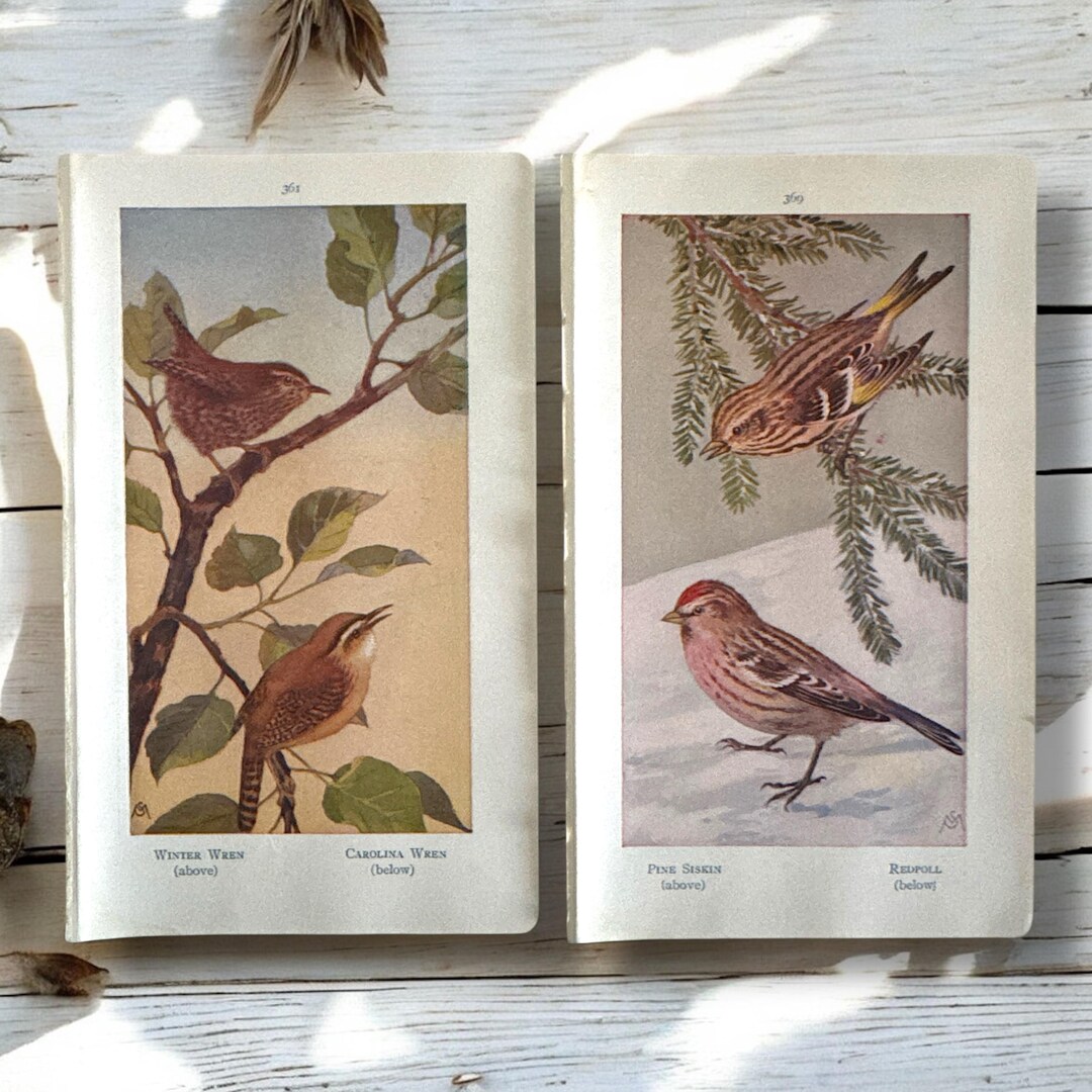 Antique 1921 Birds Art Prints Set of 2, Small Vintage Bird Art Book ...