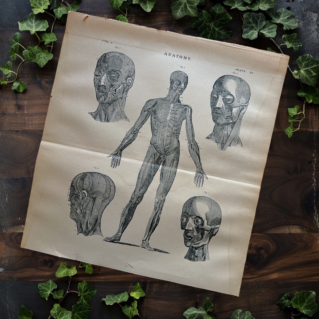 Antique Anatomy Art Print: 1891 Human Body Illustration - Etsy
