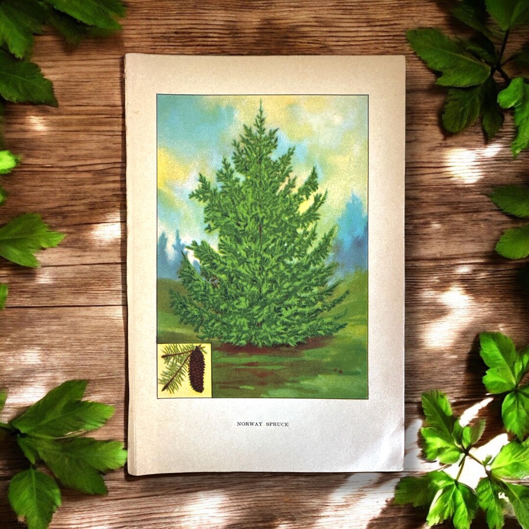 Antique Norway Spruce & Balsam Fir Print: 1927 Tree Illustration - Etsy