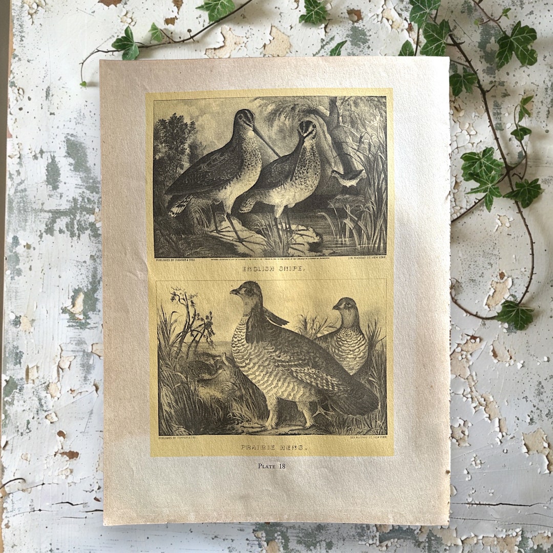 Vintage 1942 Currier & Ives Bird Art Print, Vintage Bird Lithograph ...