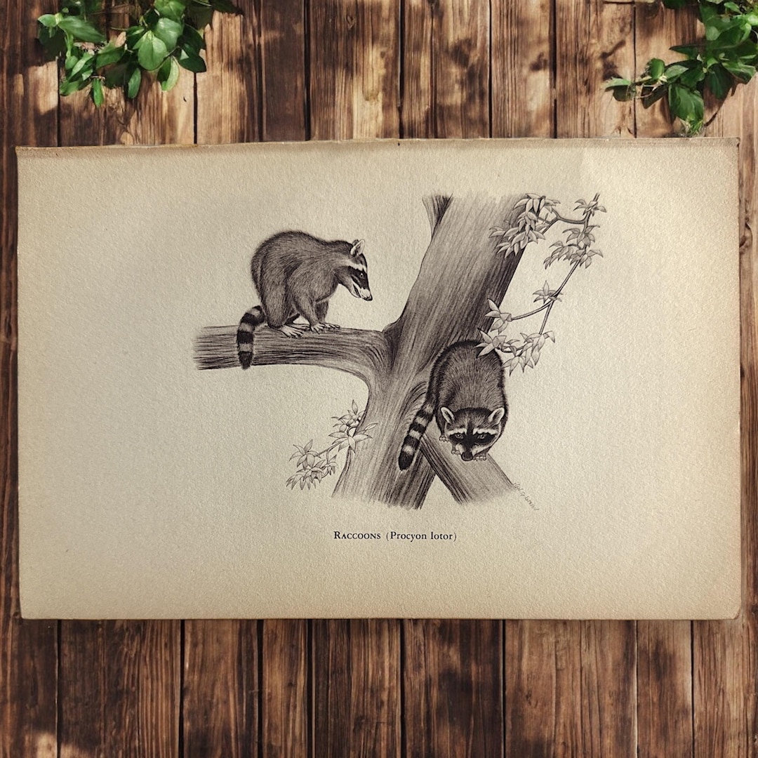 Vintage 1941 Raccoons Art Print, Original Raccoons in Tree Book Plate ...
