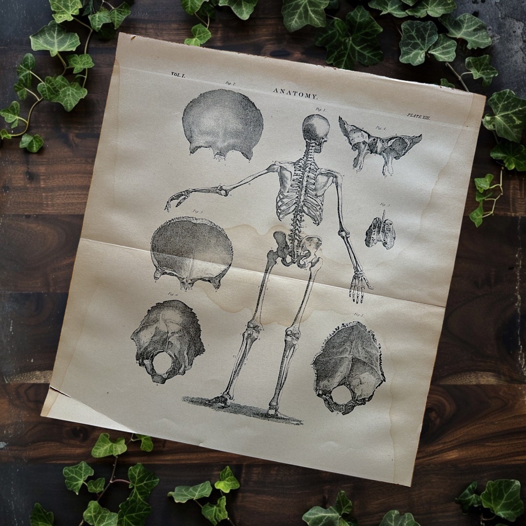 Antique 1891 Human Skeleton Anatomy Art Plate or Book Illustration ...