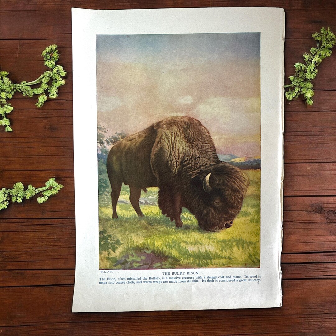 Vintage Bison Color Book Plate Art, 1940’s Buffalo Art, Prairie Animal ...