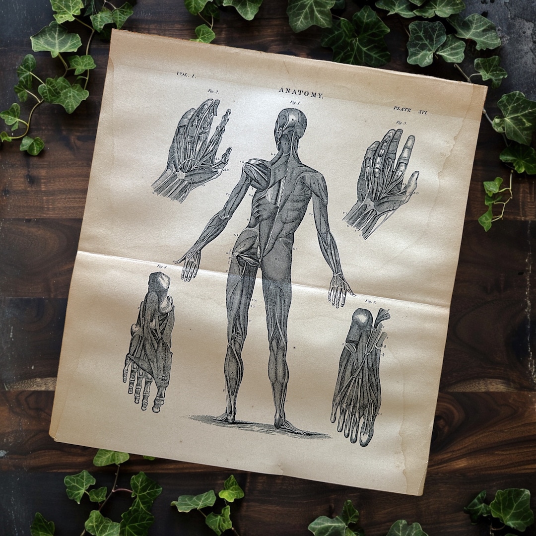 Antique 1891 Human Anatomy Art Plate or Book Illustration, Human Body ...