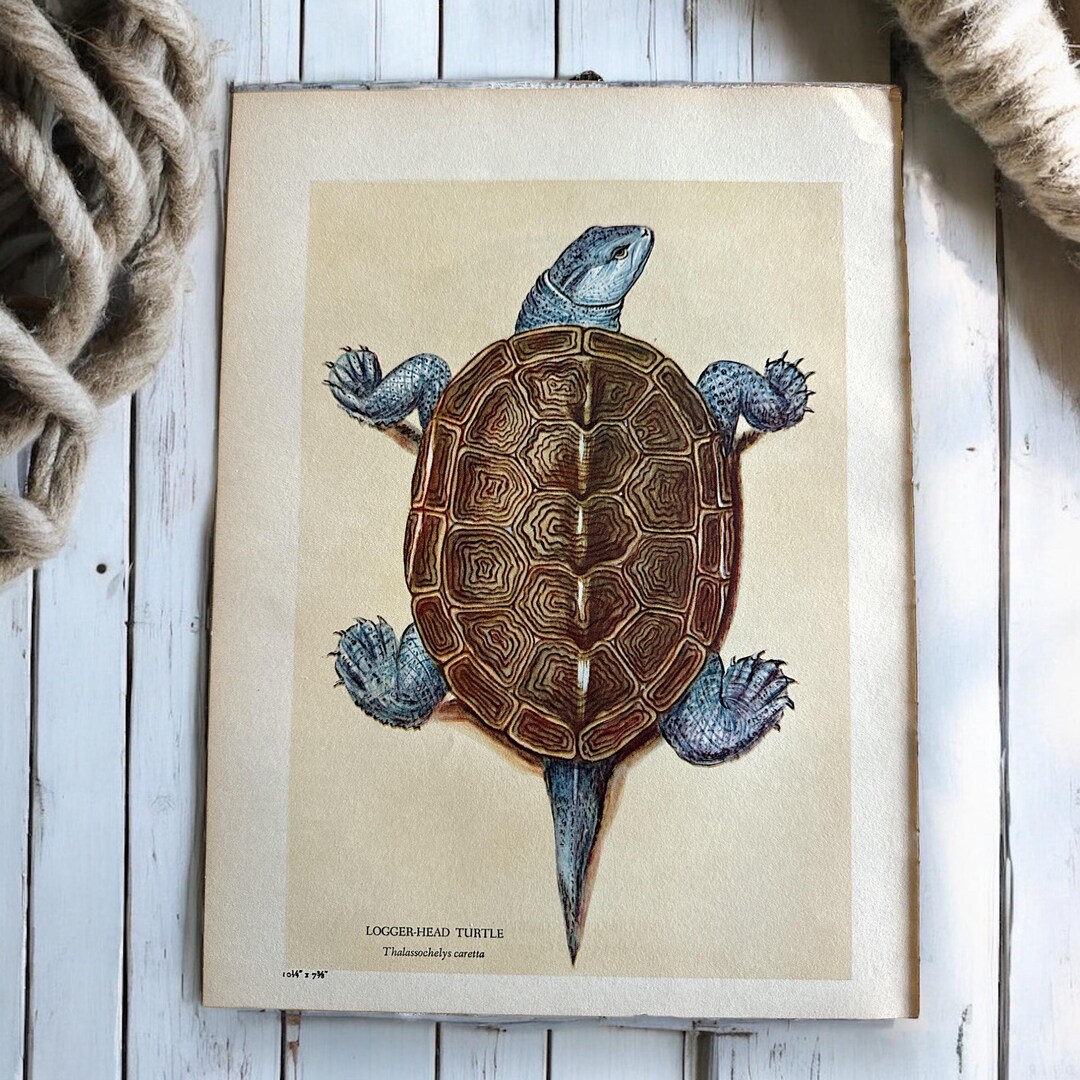 Vintage 1946 Turtle Art Print, Original Loggerhead Turtle Watercolor ...