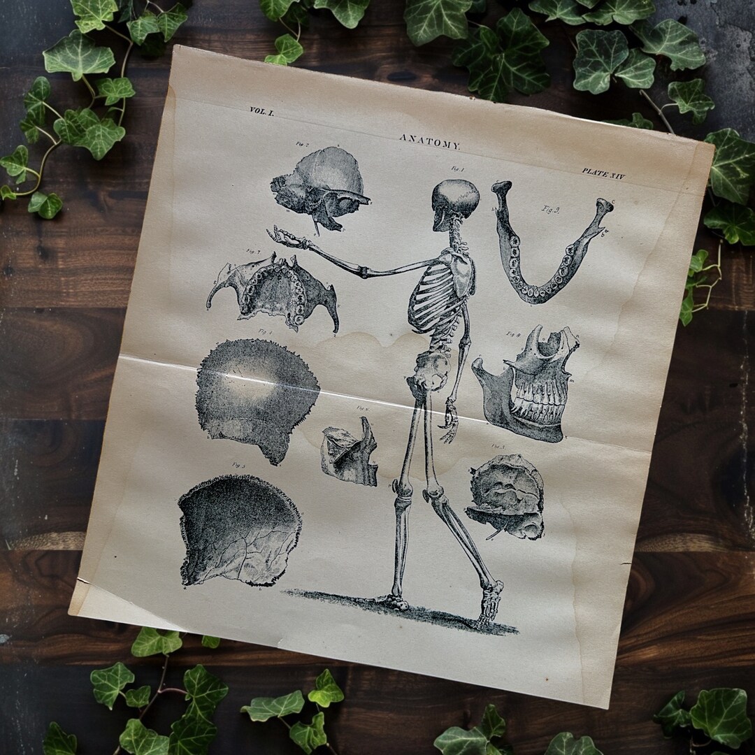 Antique 1891 Human Skeleton Anatomy Art Plate or Book Illustration ...