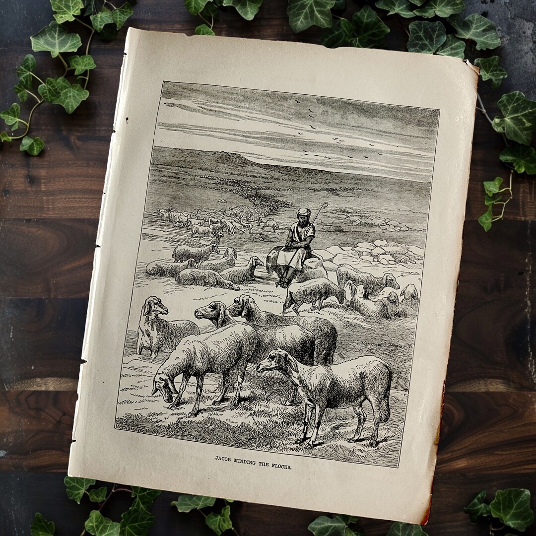 Antique 1877 Bible Engraving of Jacob Minding Flocks, Original Biblical ...