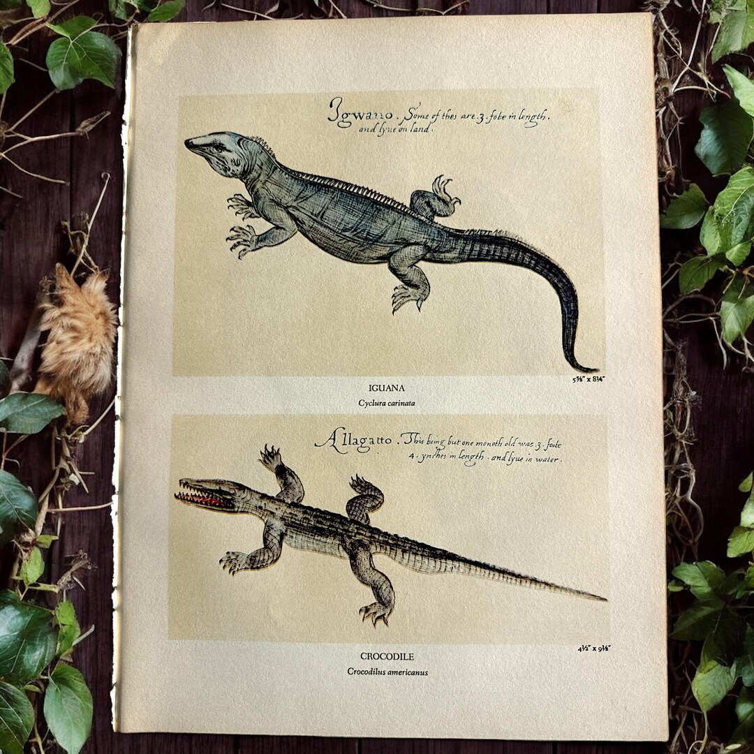 Vintage 1946 Reptile Art Print, Original Reptile Species Watercolor ...