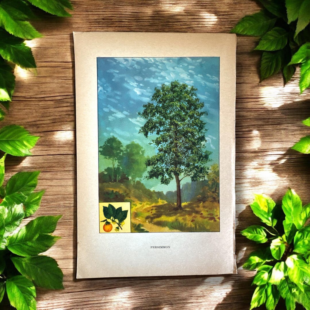 Antique 1927 Tree Art Print, Fig Tree Art, Persimmon Tree Art, Unframed ...
