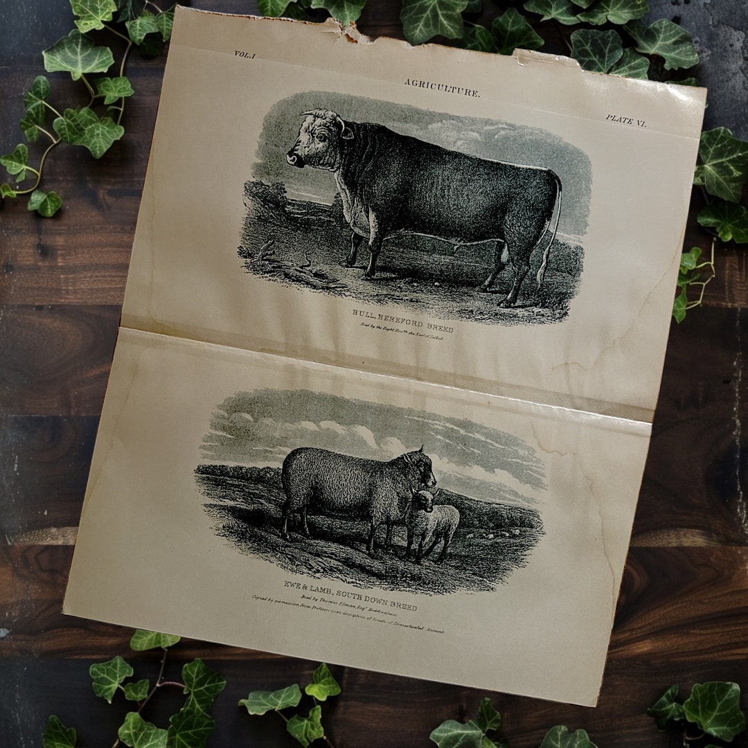 Antique 1891 Agriculture Animal Art, Bull Lamb Ewe Book Illustration ...