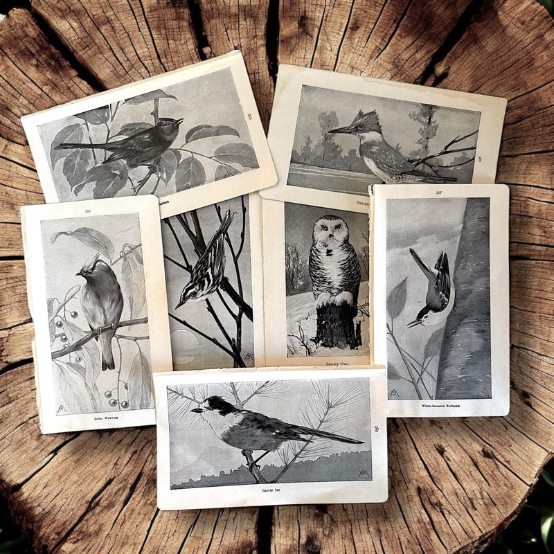 Small Bird Lithograph - Etsy