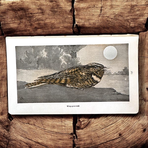 Whippoorwill - Etsy