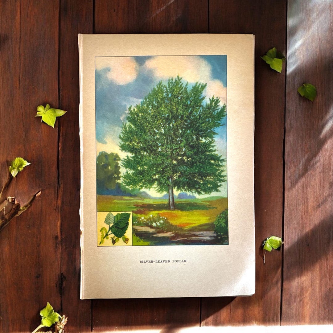 Antique 1927 Tree Art Print, Silver Leaved Poplar Tree Art, Aspen Tree ...
