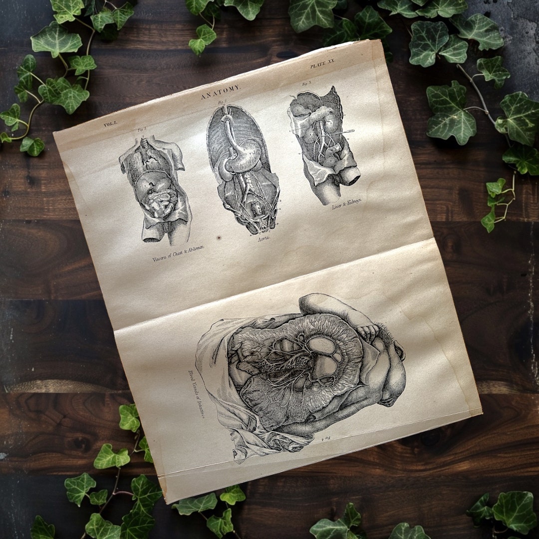 Antique 1891 Human Anatomy Art Plate or Book Illustration, Human Body ...