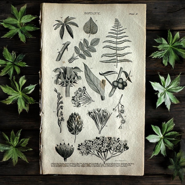 Plant Engraving - Etsy