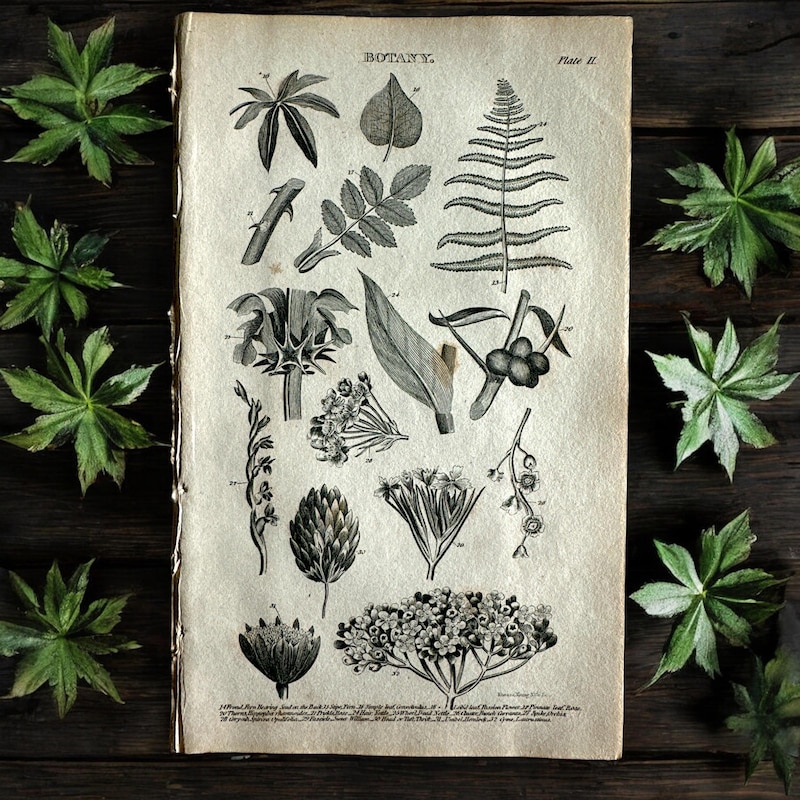 Plant Engraving - Etsy