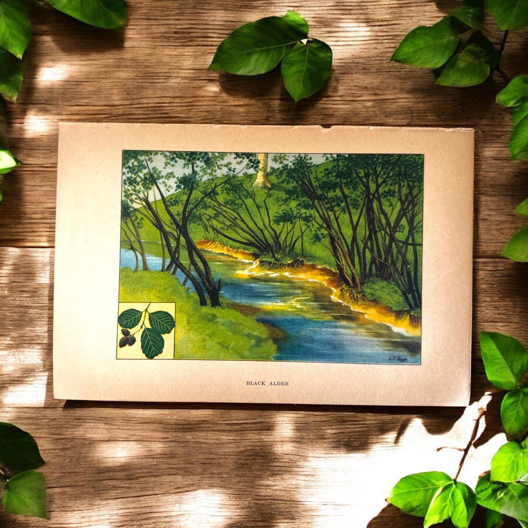 Antique 1927 Tree Art Print, Sycamore Tree Art, Black Alder Tree Art ...