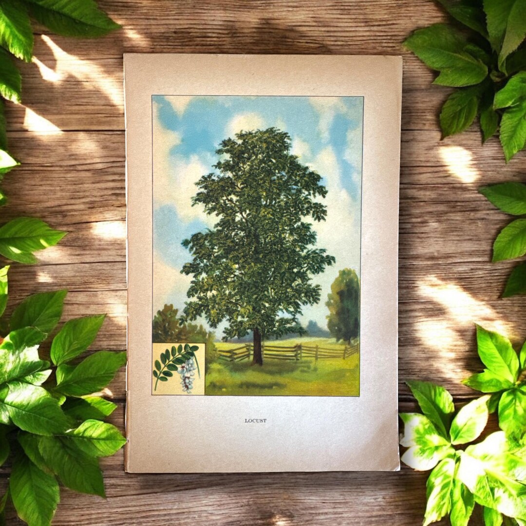 Antique Locust & Black Acacia Tree Print: 1927 Botanical Illustration ...