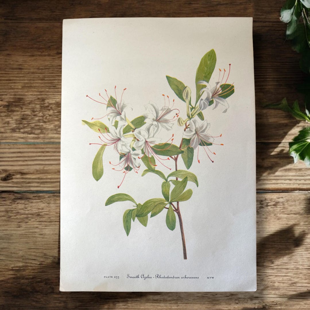 Vintage Smooth Azalea Print by Mary Vaux Walcott - Etsy