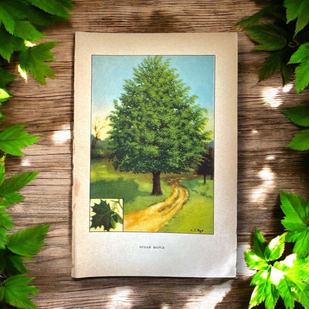 Antique 1927 Tree Art Print, Sugar Maple Tree Art, White Ash Tree Art ...