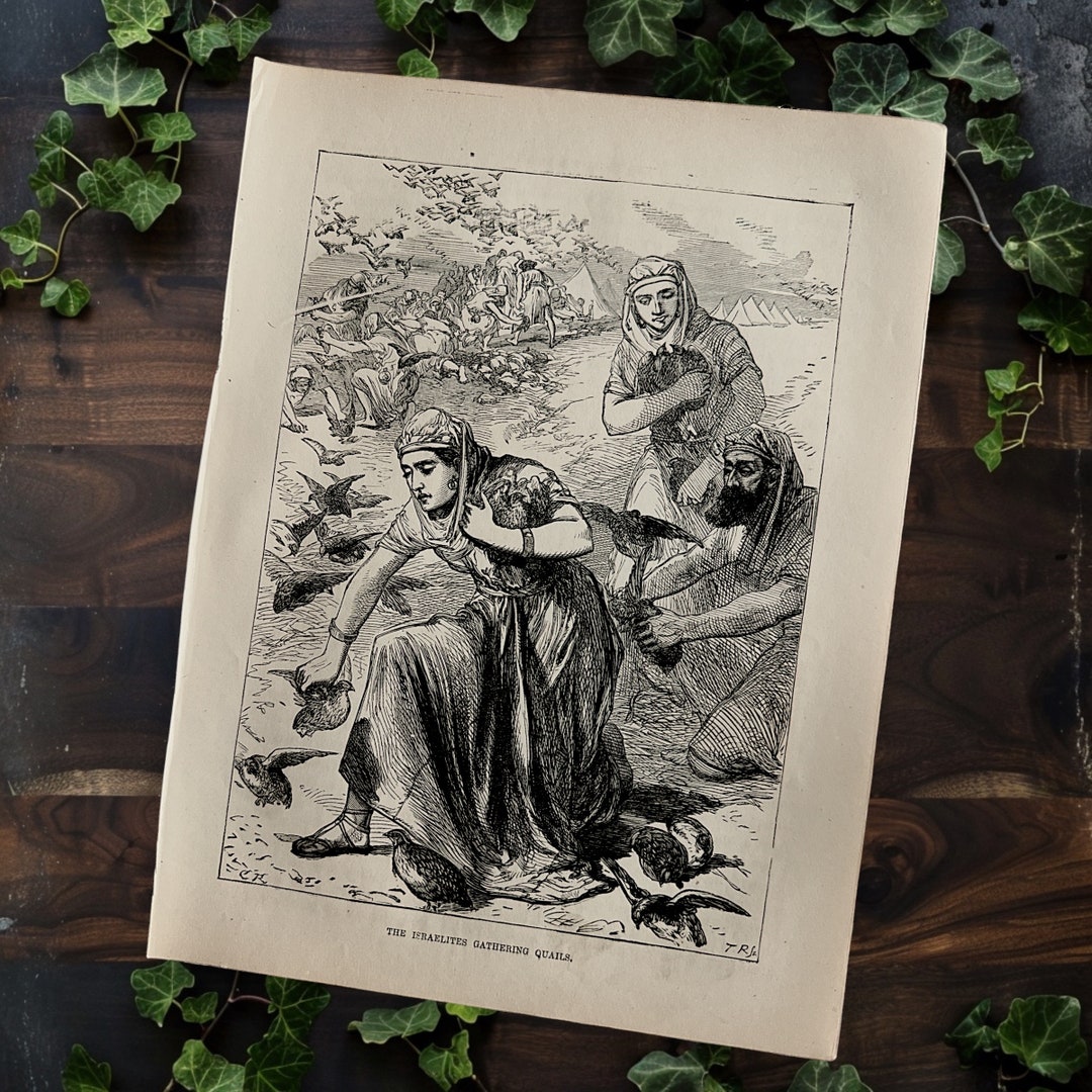 Antique 1877 Bible Engraving of Israelites Gathering Quails, Original ...