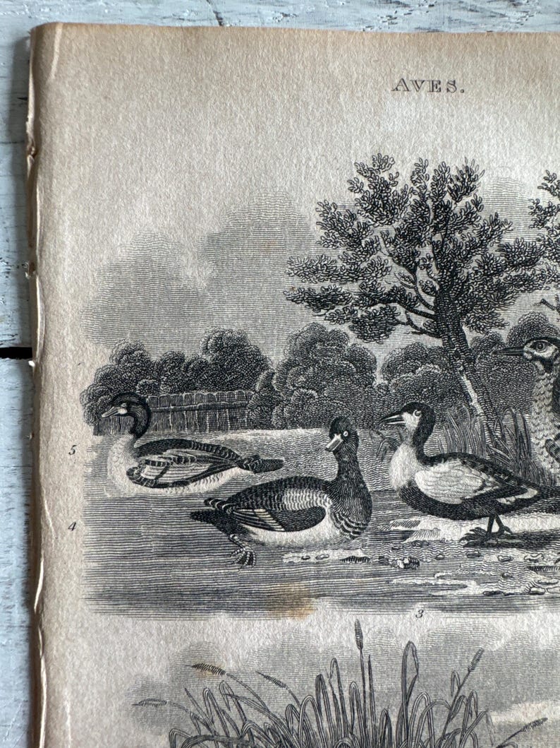 Antique Swan Duck Engraving: 1818 Ornithology Bird Art - Etsy