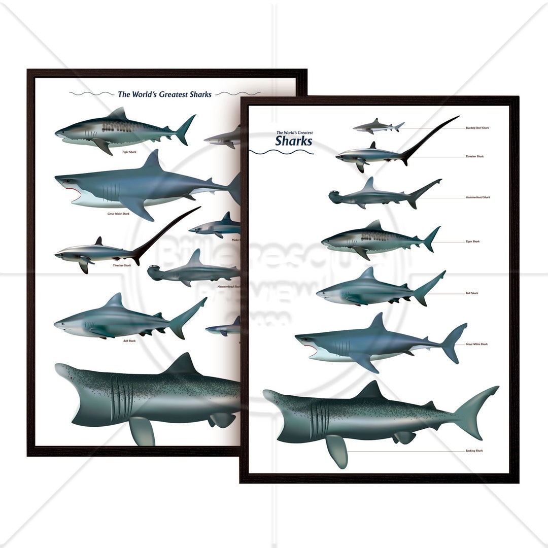 Shark Poster Print Marine Fish Poster Wall Art Home Decor Print - Etsy
