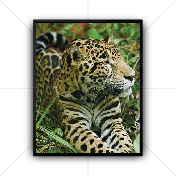 Jaguar Cat Illustration Wall Art by Billeresque Art Poster | Etsy