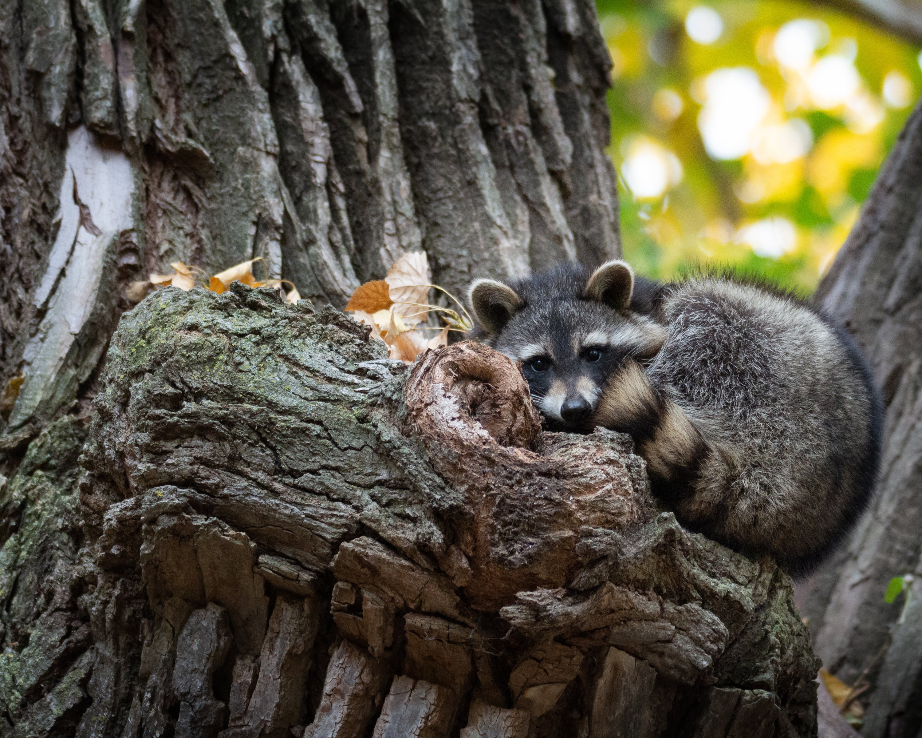 Rockabye Raccoon Sleepy Wildlife Photography Color Print, Canvas, Metal ...