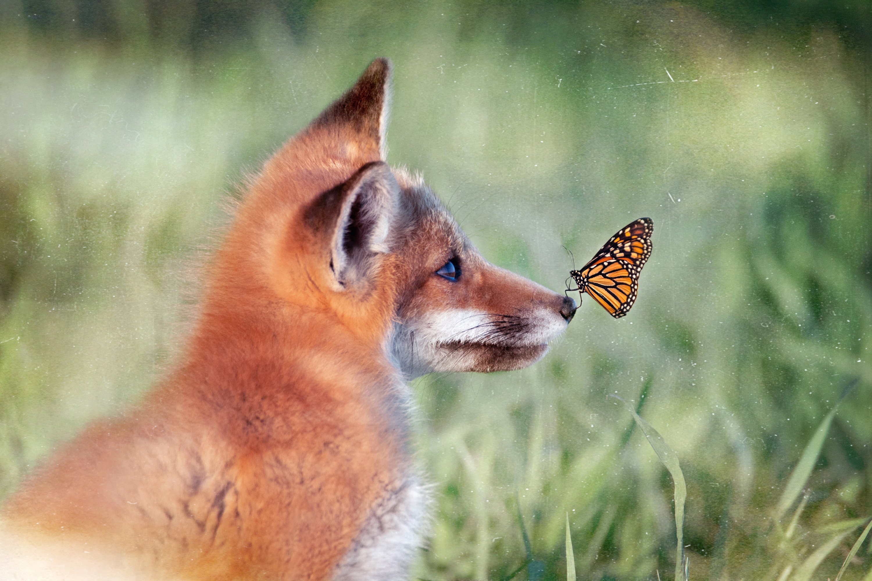 The Fox & the Butterfly Photography Color Print, Canvas, Metal Print ...