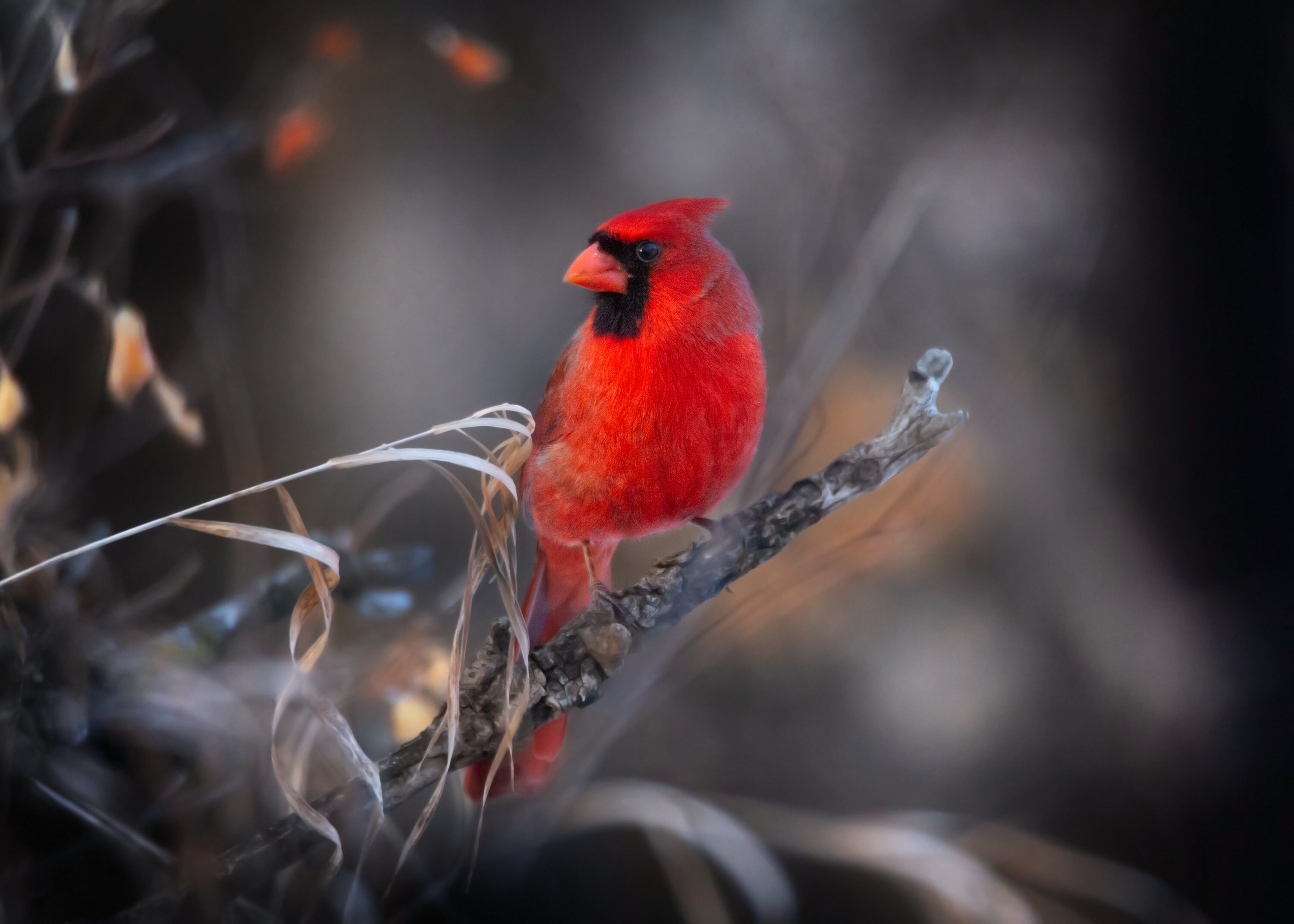 Flash of Red Male Cardinal Bird Photography Fine Art Print - Etsy